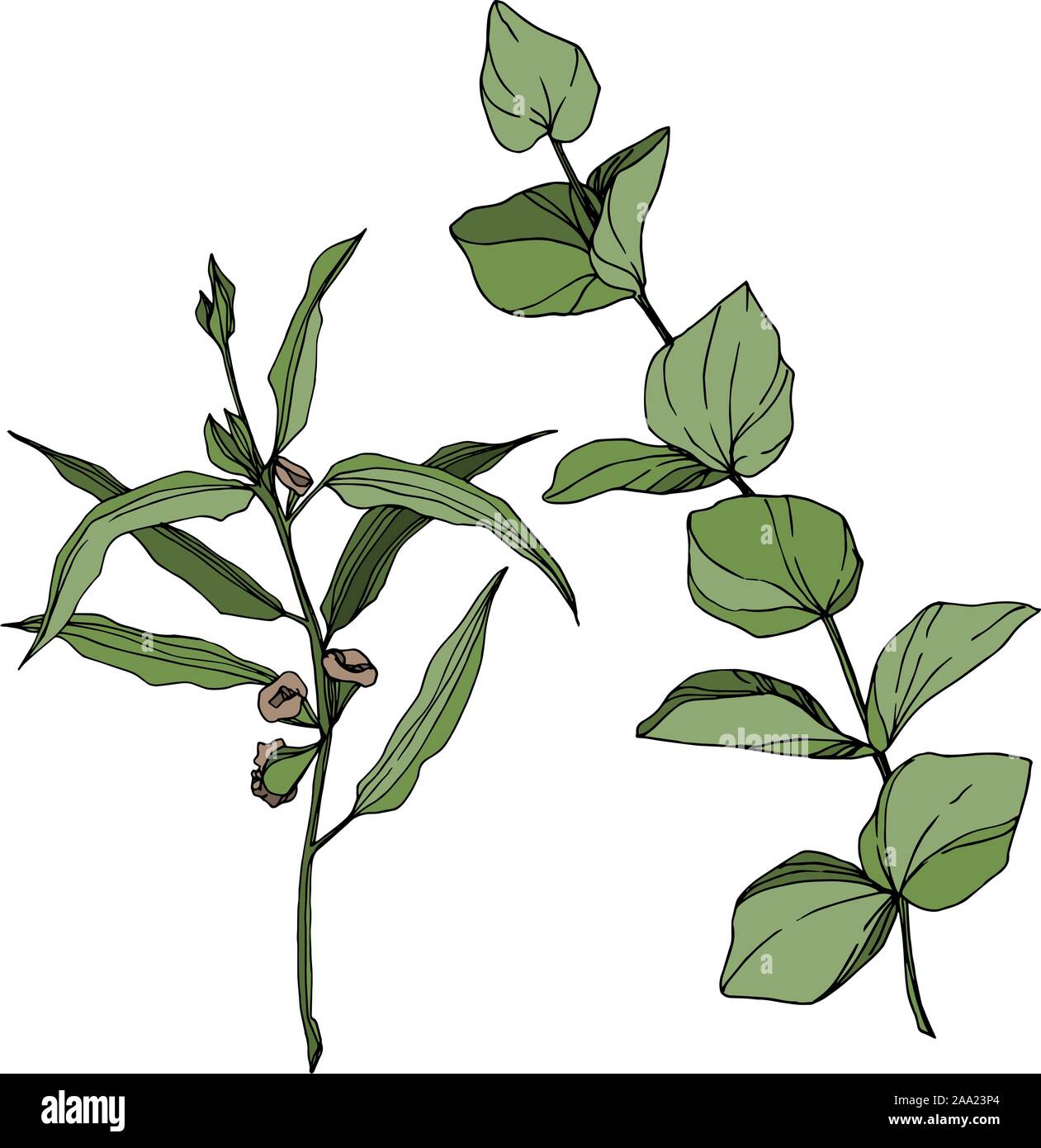 Vector Eucalyptus tree leaves. Black and white engraved ink art ...