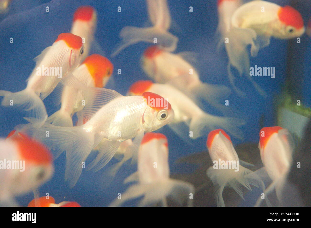 Aquarium fish, very cute fish Stock Photo - Alamy