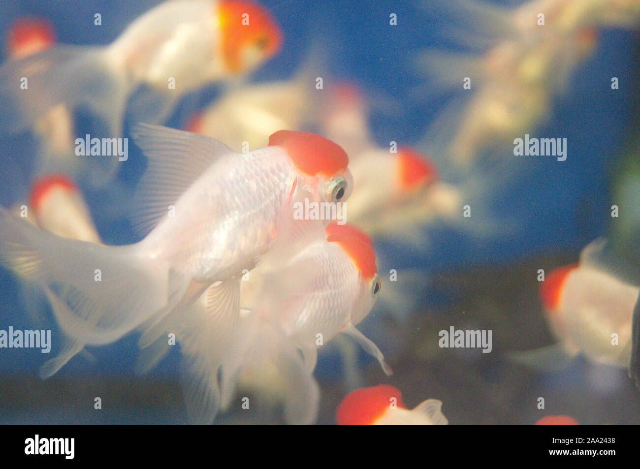 Aquarium fish, very cute fish Stock Photo - Alamy