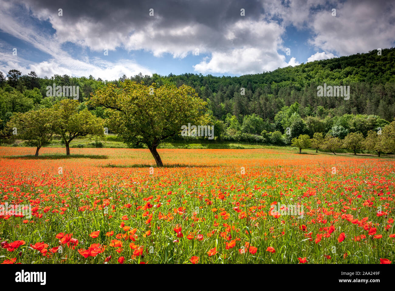 Walnut trees in a field of wild red poppies Stock Photo - Alamy