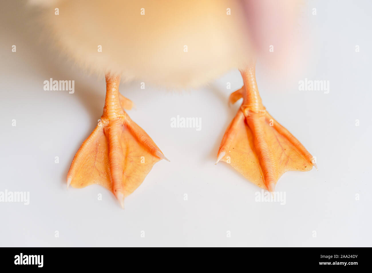 Close-up of Duckling's webbed foot, 1 week old, in front of white ...
