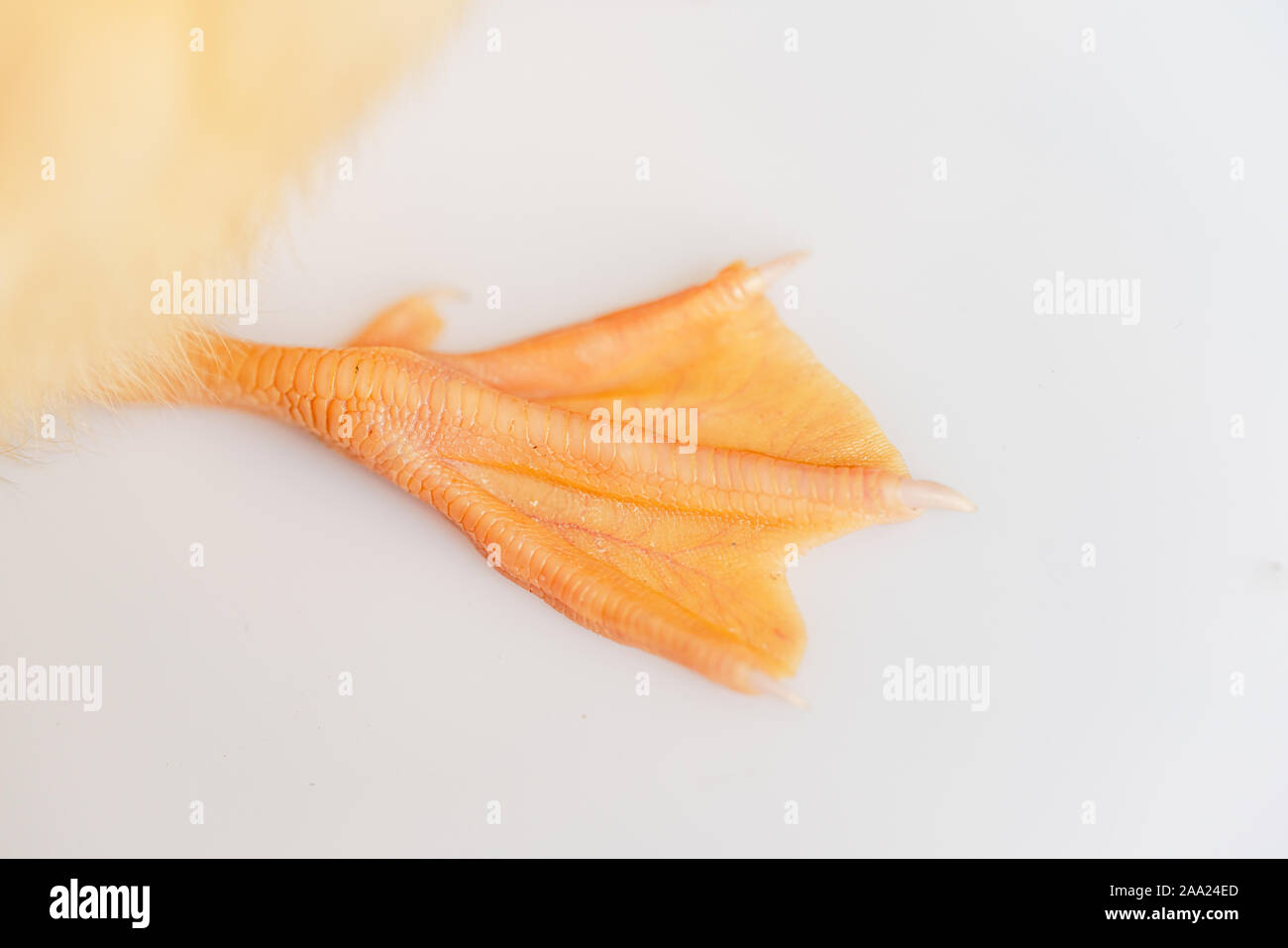 Close-up of Duckling's webbed foot, 1 week old, in front of white ...