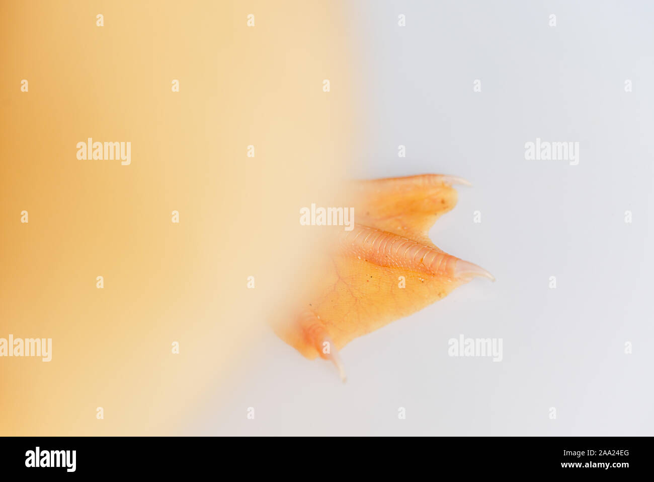 Close-up of Duckling's webbed foot, 1 week old, in front of white ...