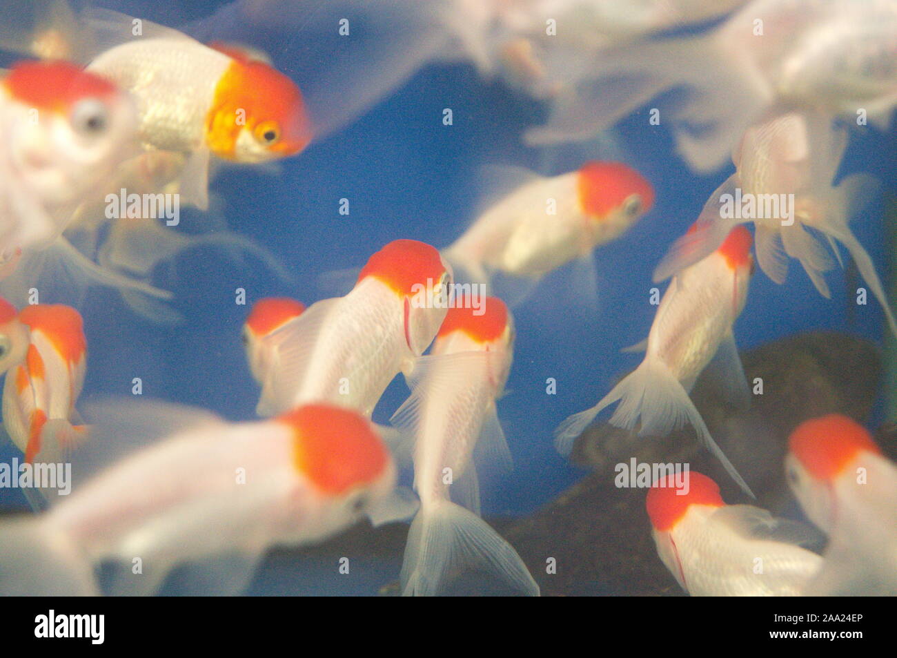 Aquarium fish, very cute fish Stock Photo - Alamy