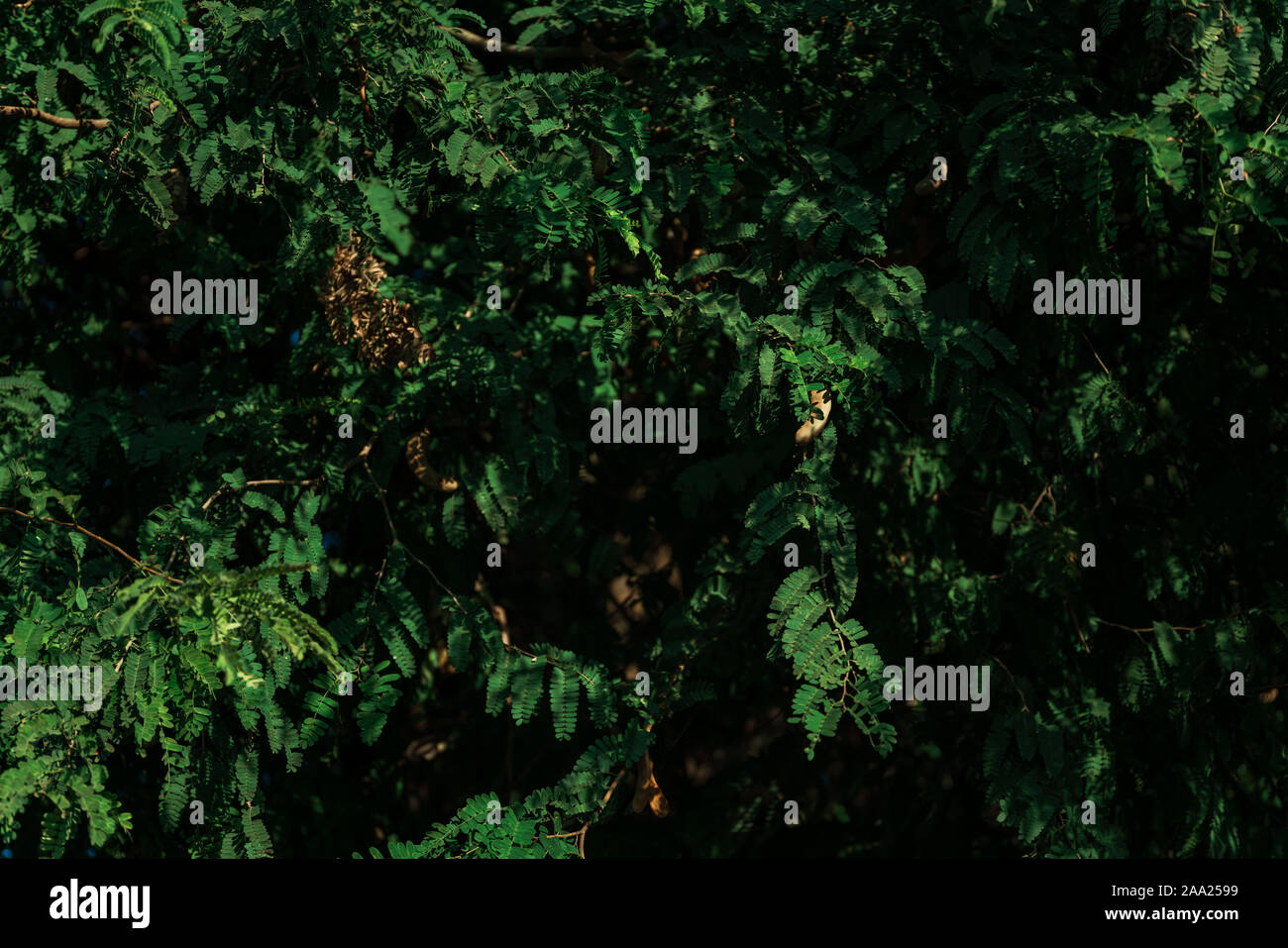 tamarind and leaf on the tree. Raw tamarind fruit hang on the tamarind ...