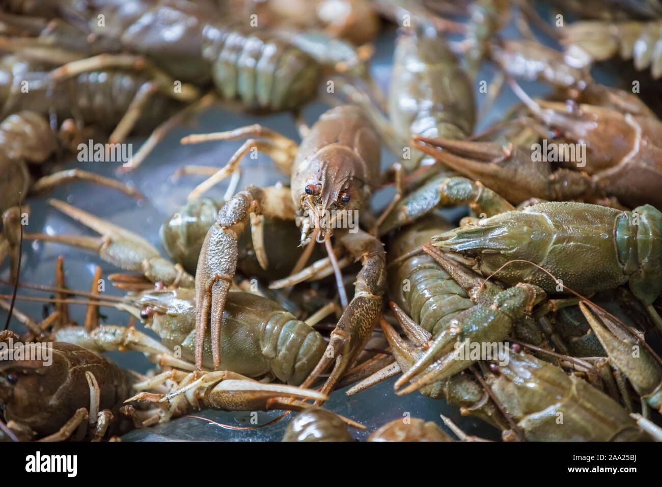 Crayfish eyes hi-res stock photography and images - Alamy