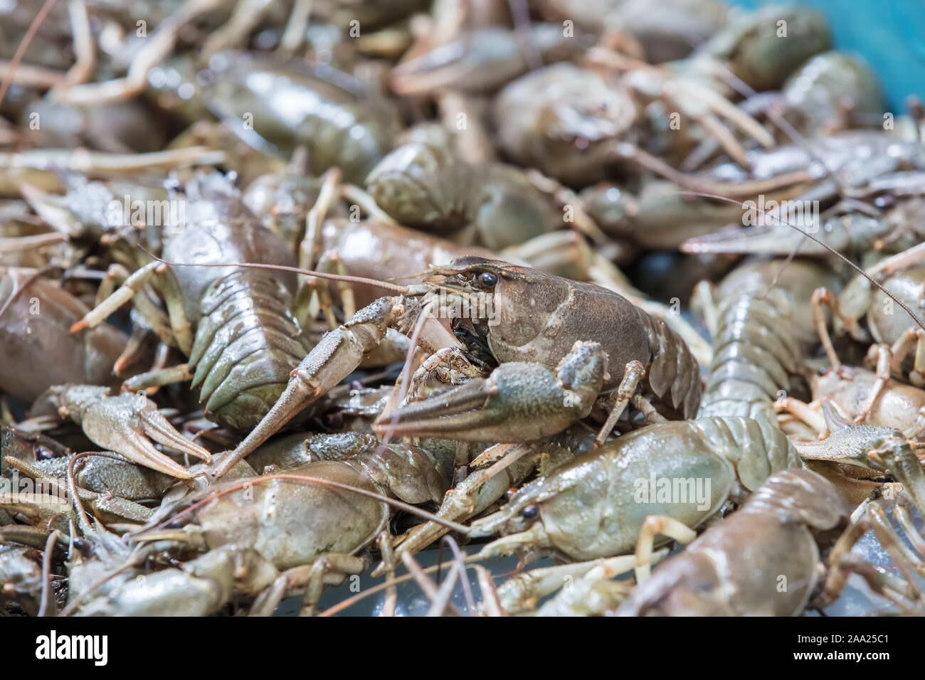 Prepared many red crayfish hi-res stock photography and images - Alamy