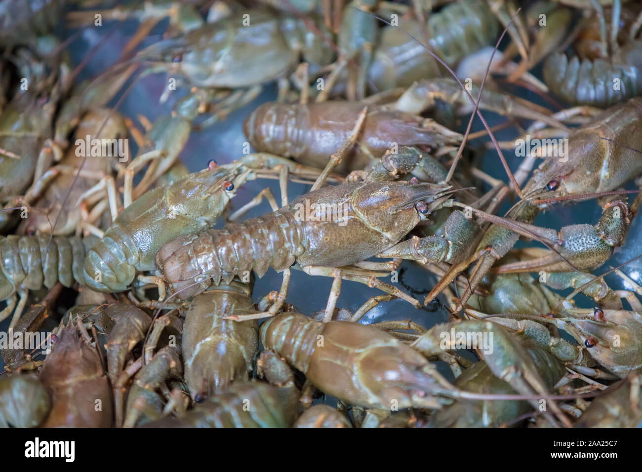 Catch crawfish hi-res stock photography and images - Alamy