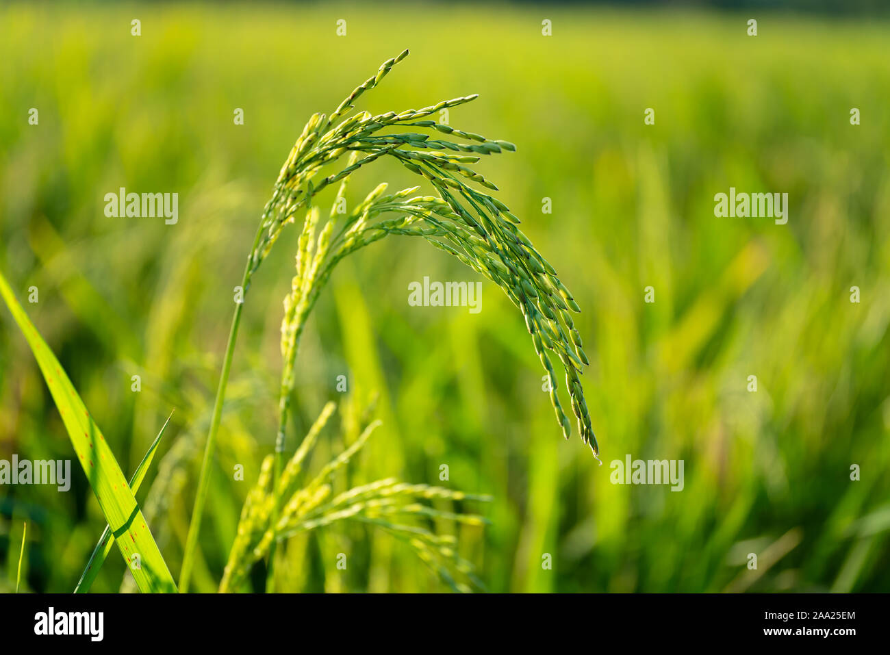Green rice tree on the rice field Stock Photo - Alamy