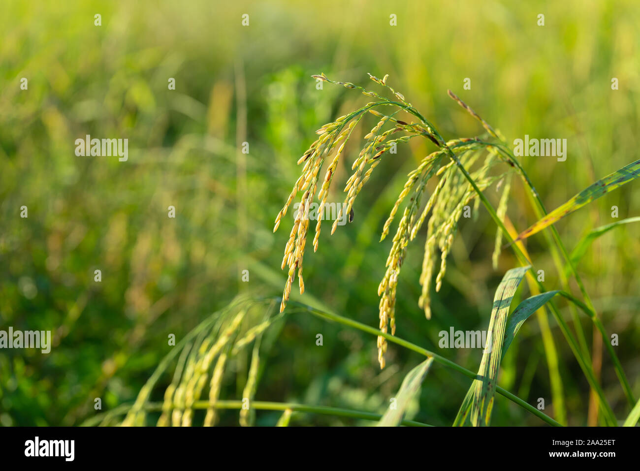 Green rice tree on the rice field Stock Photo - Alamy