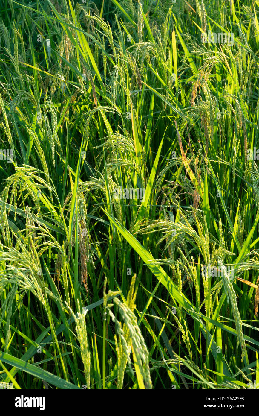 Green rice tree on the rice field Stock Photo - Alamy