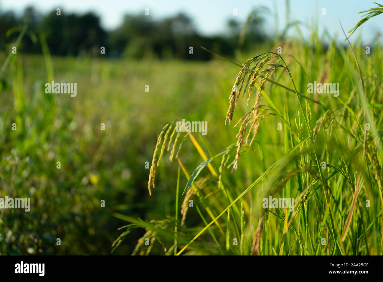 Green rice tree on the rice field Stock Photo - Alamy