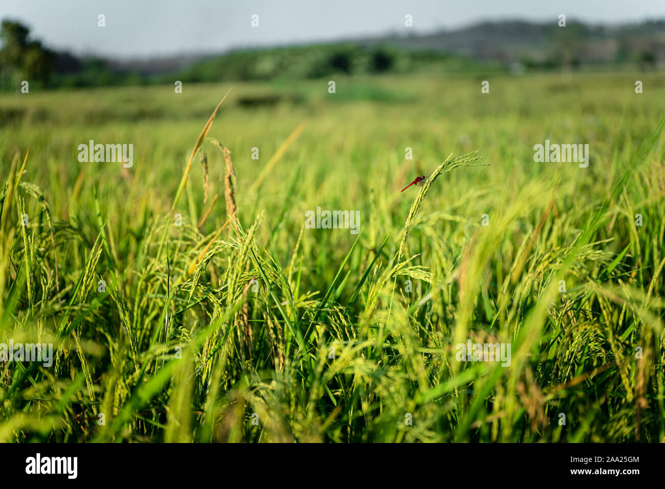 Green rice tree on the rice field Stock Photo - Alamy