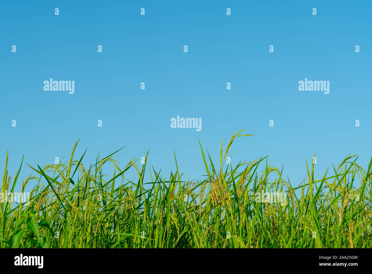 Rice tree hi-res stock photography and images - Alamy