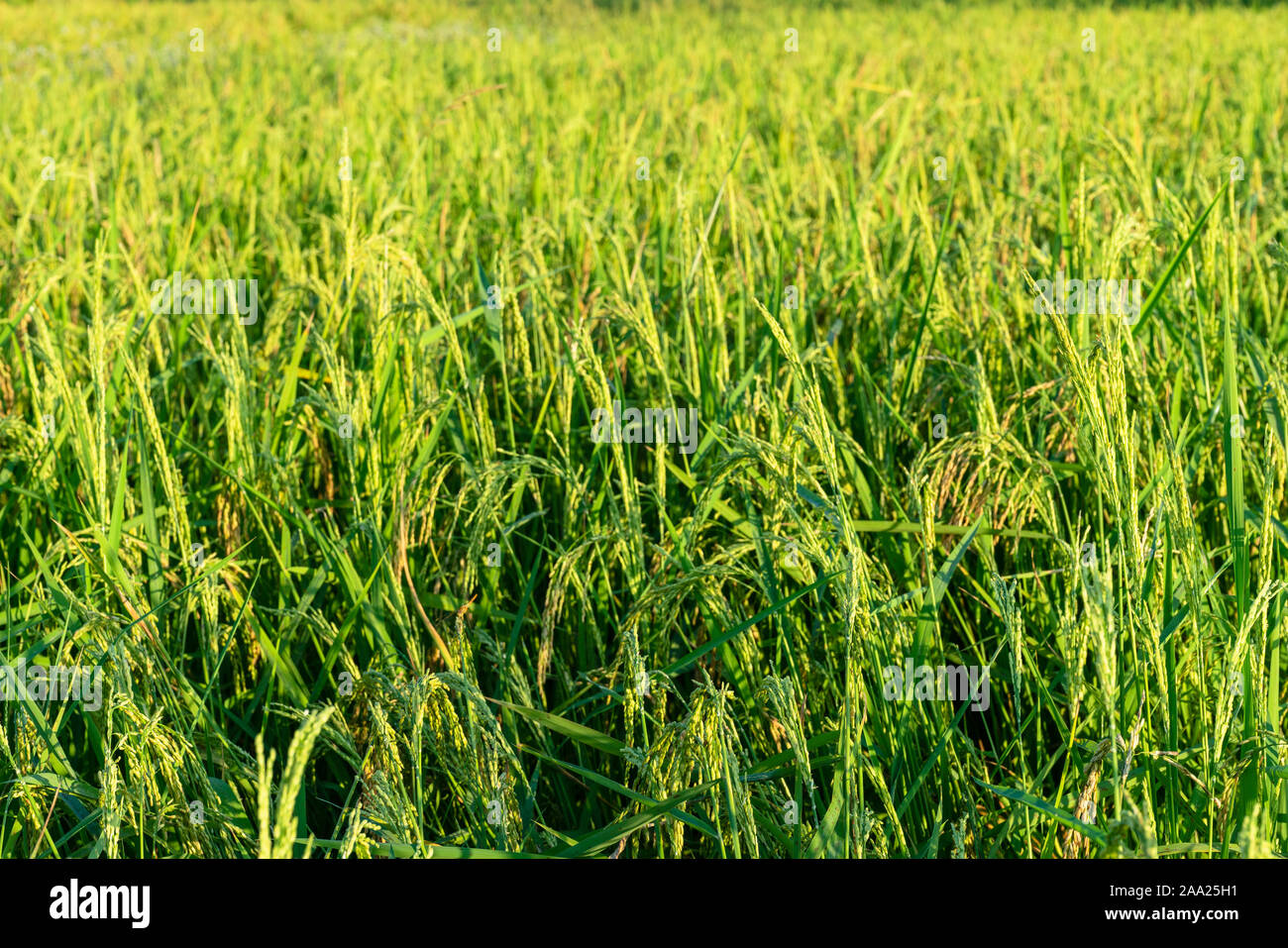 Green rice tree on the rice field Stock Photo - Alamy