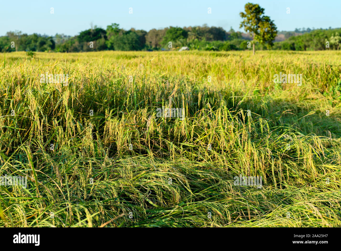 Flowering rice plant hi-res stock photography and images - Alamy
