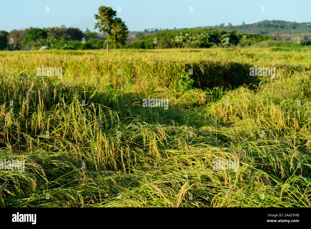 Rice flowering in the field. Some rice is falling by the wind to the ...