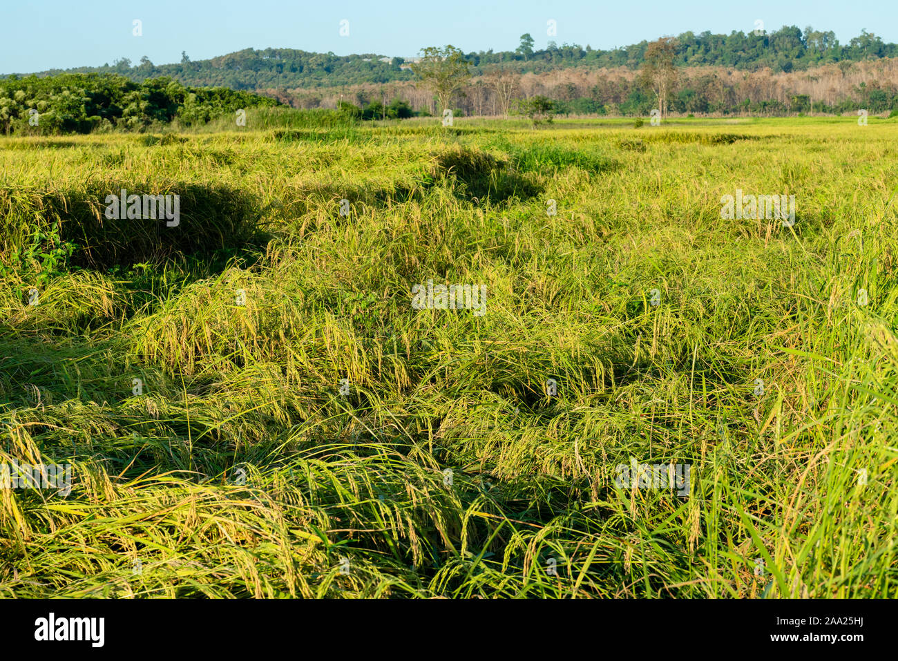 Flowering rice plant hi-res stock photography and images - Alamy
