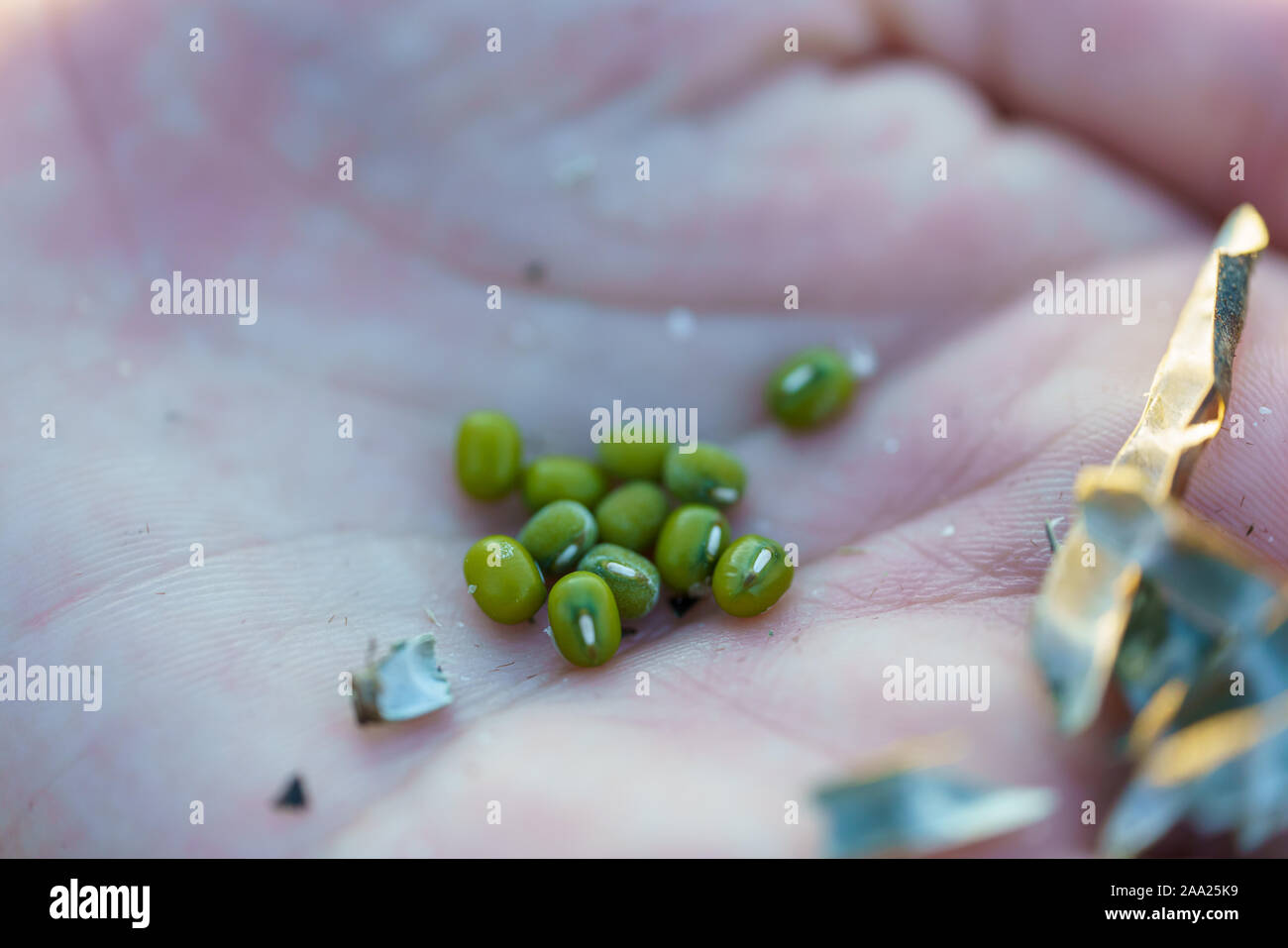 Mung bean on hands green pods (Vigna radiata) and mung bean leaves on ...