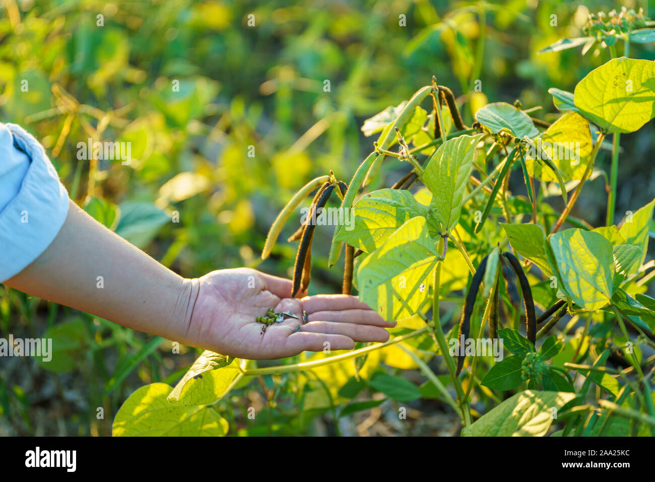 Mung bean on hands green pods (Vigna radiata) and mung bean leaves on ...