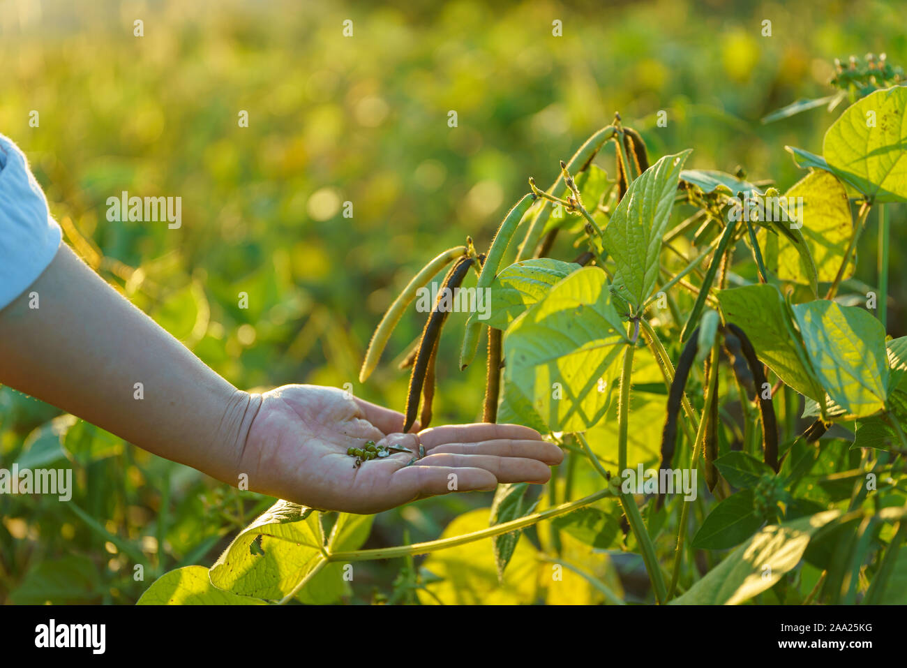 Mung bean on hands green pods (Vigna radiata) and mung bean leaves on ...