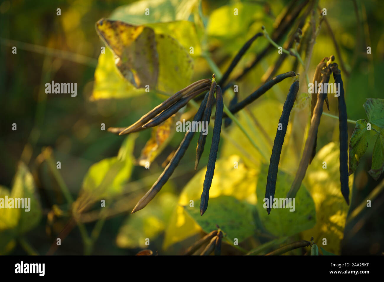 Mung bean on hands green pods (Vigna radiata) and mung bean leaves on ...