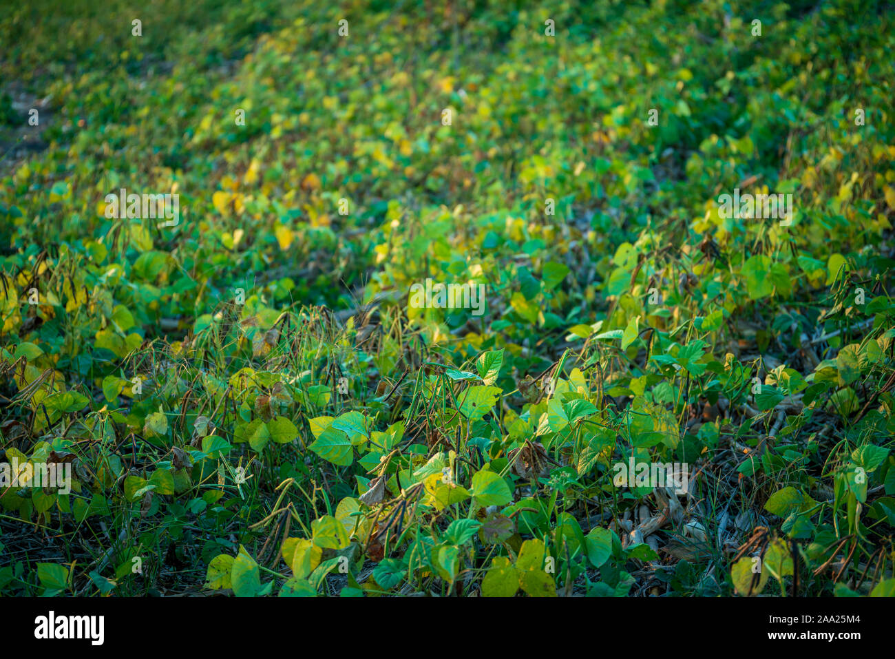Mung bean green pods (Vigna radiata) and mung bean leaves on the mung ...