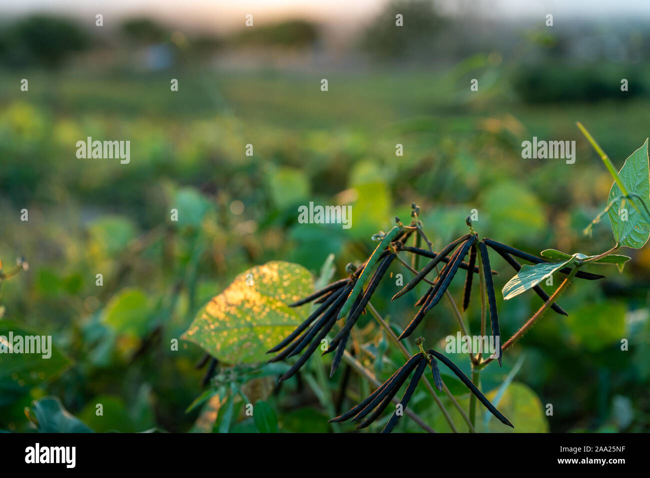 Mung bean green pods (Vigna radiata) and mung bean leaves on the mung ...