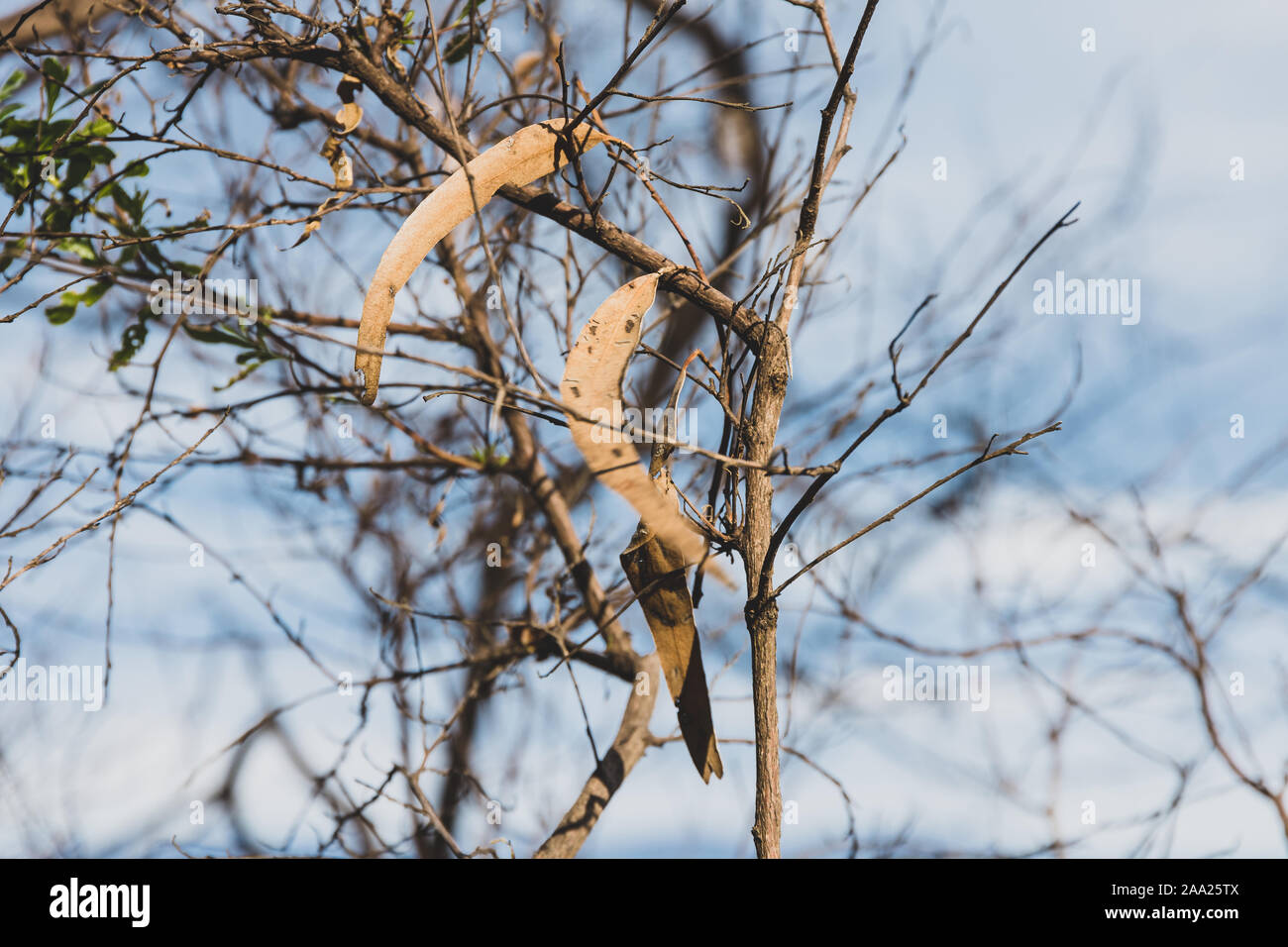 Dead gum leaves hi-res stock photography and images - Alamy