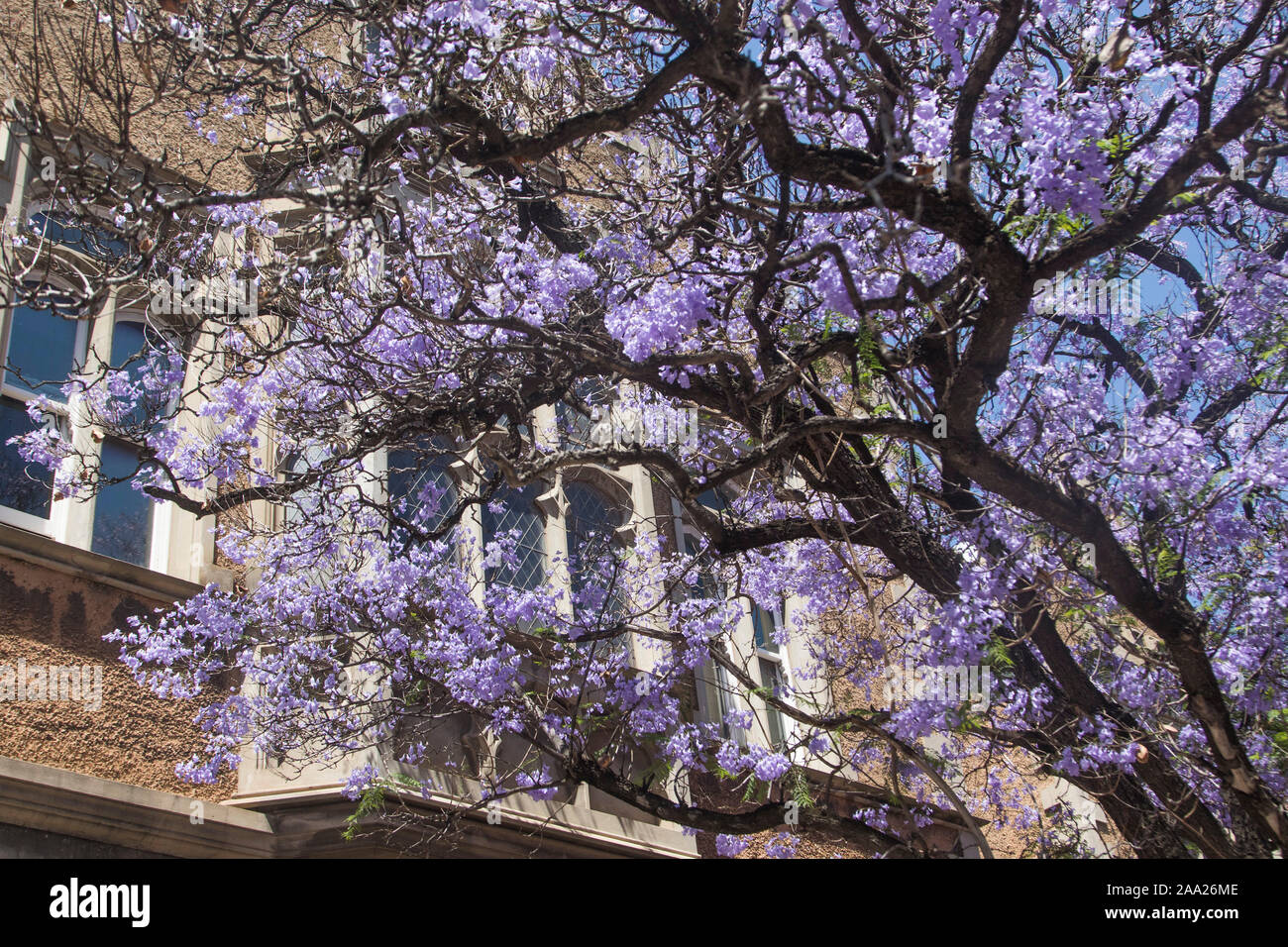Jacarandas jacaranda mimosifolia hi-res stock photography and images ...