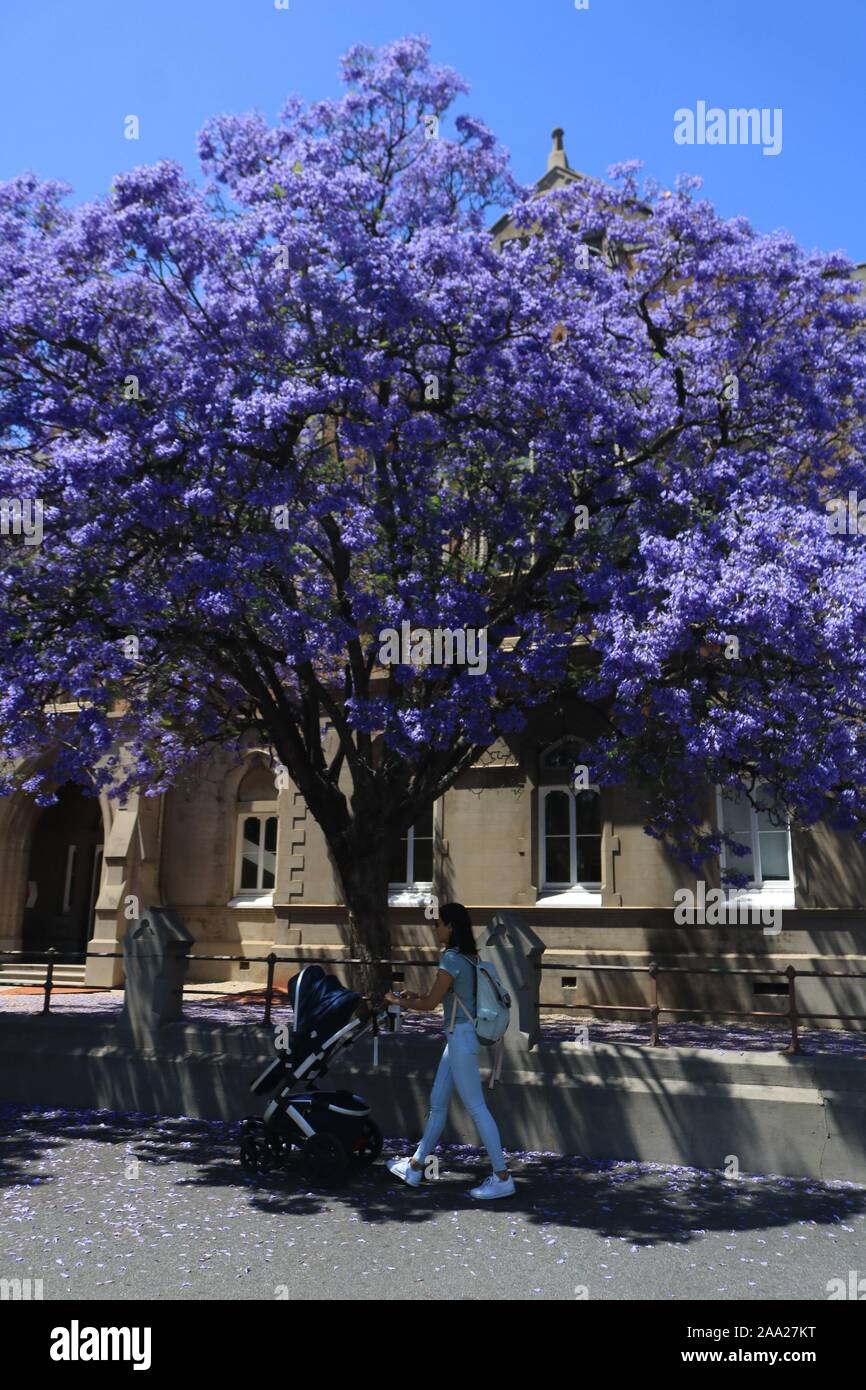 Jacarandas jacaranda mimosifolia hi-res stock photography and images ...