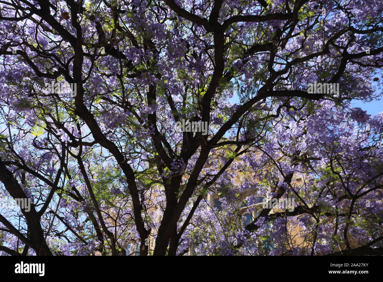 Jacarandas jacaranda mimosifolia hi-res stock photography and images ...