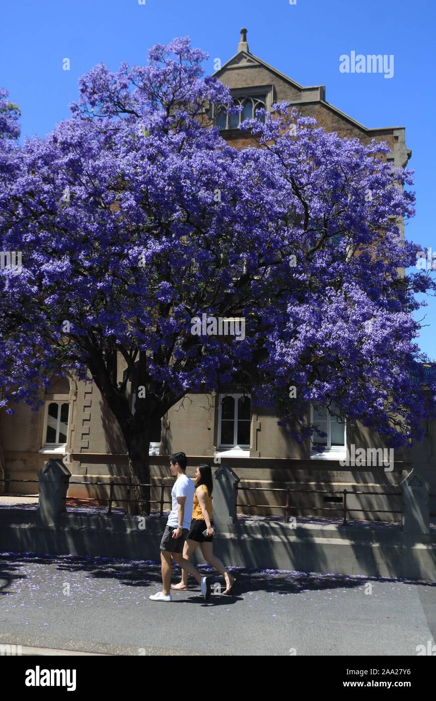 Jacarandas jacaranda mimosifolia hi-res stock photography and images ...