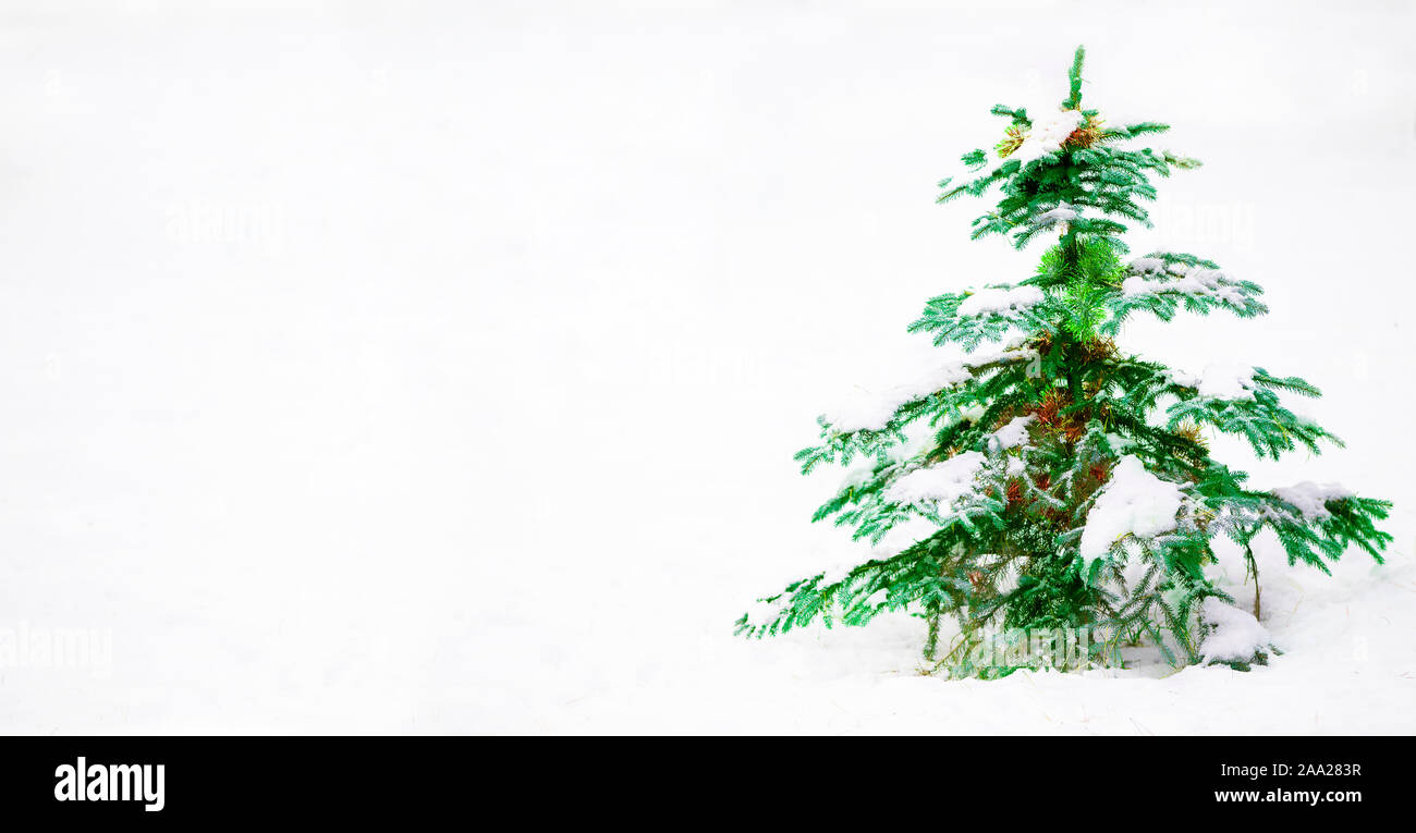 Christmas tree banner on white background Stock Photo - Alamy