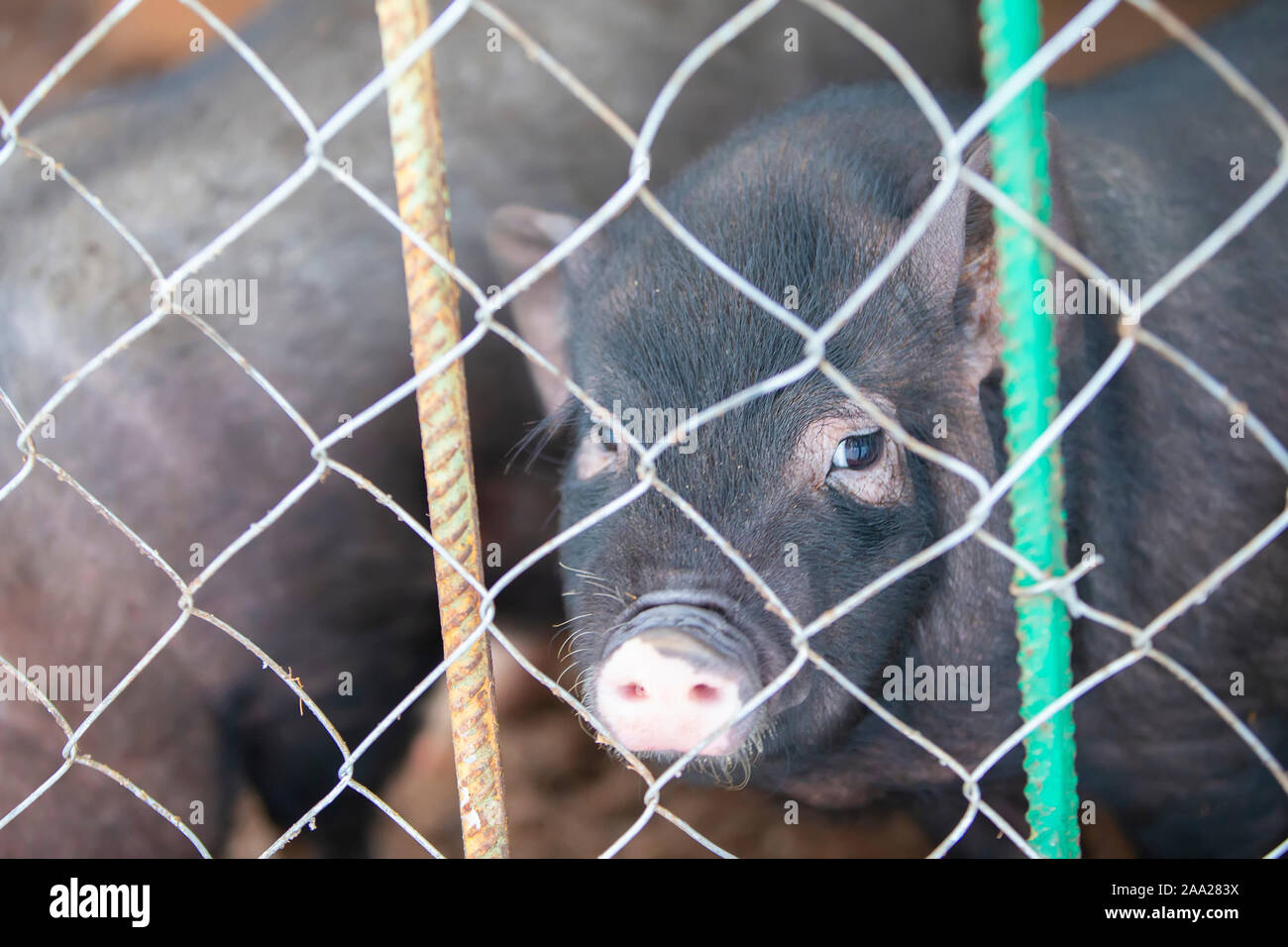 Pig in the aviary. Vietnamese pig with sad eyes Stock Photo - Alamy