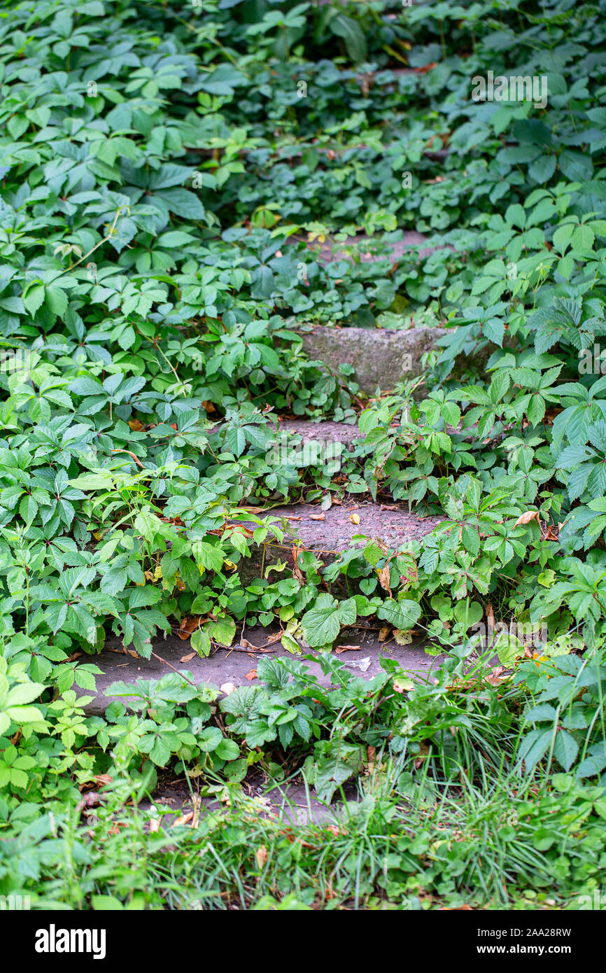 Overgrown concrete steps hi-res stock photography and images - Alamy