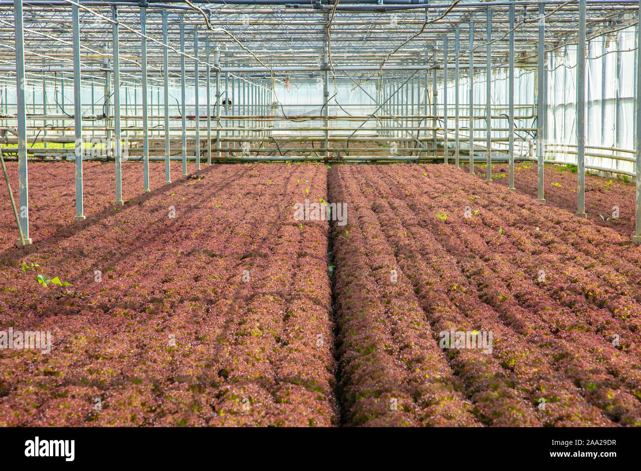 vegetables grown in a greenhouse, an artificial ecosystem to increase ...