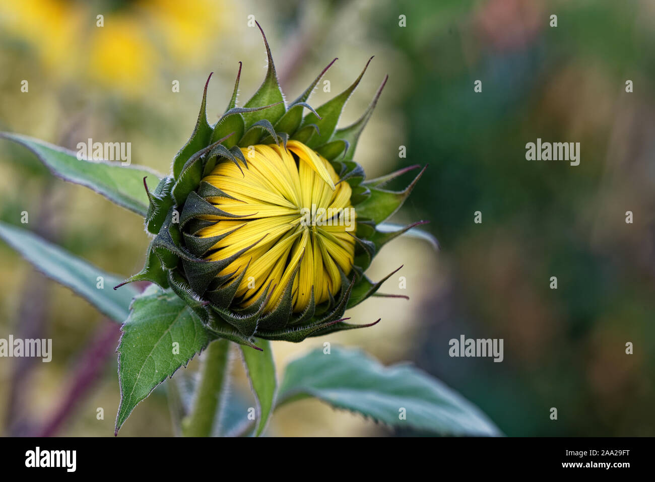 Sunflower bud closed Stock Photo - Alamy