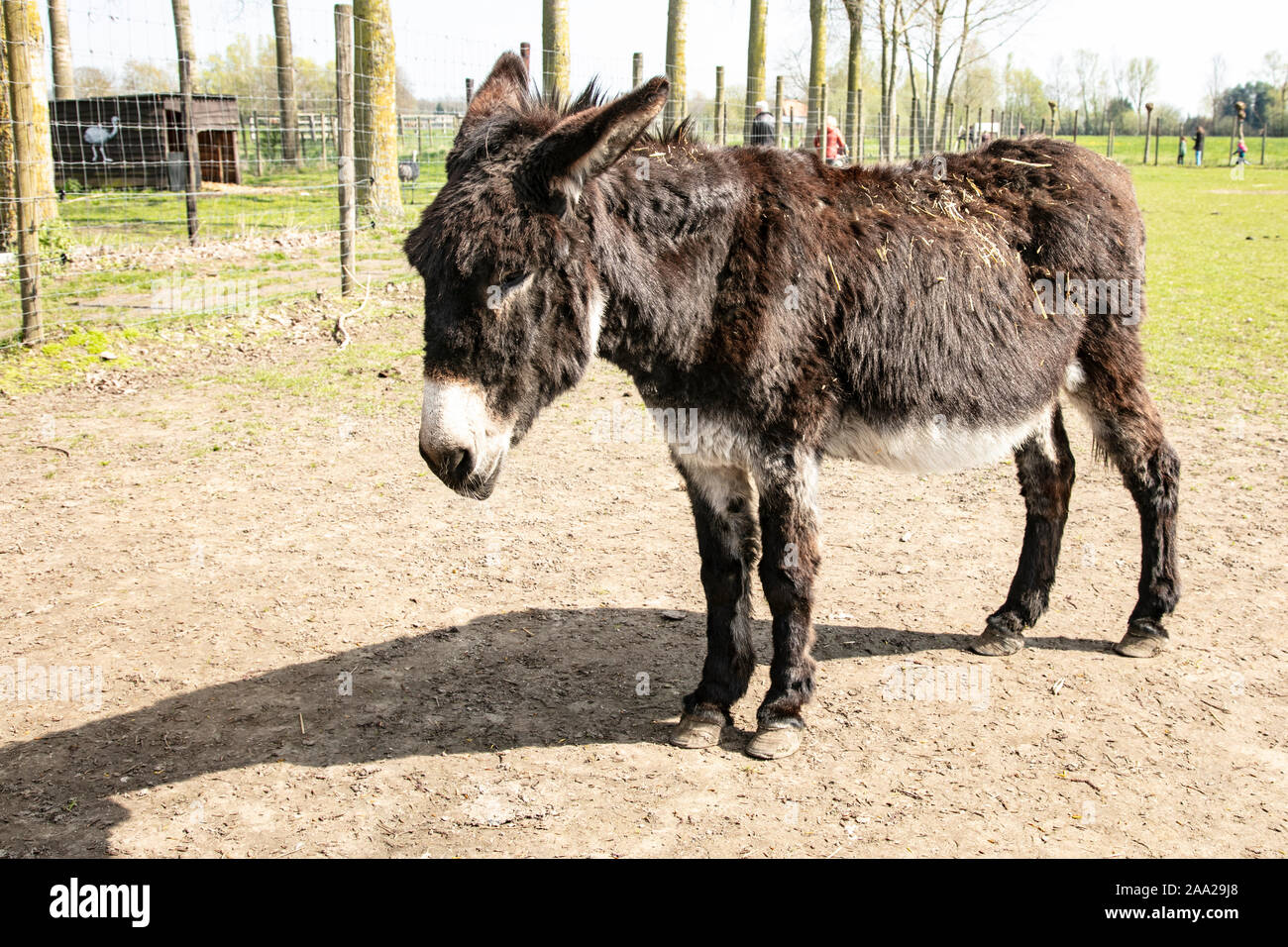 portrait of an old donkey in a pasture Stock Photo - Alamy