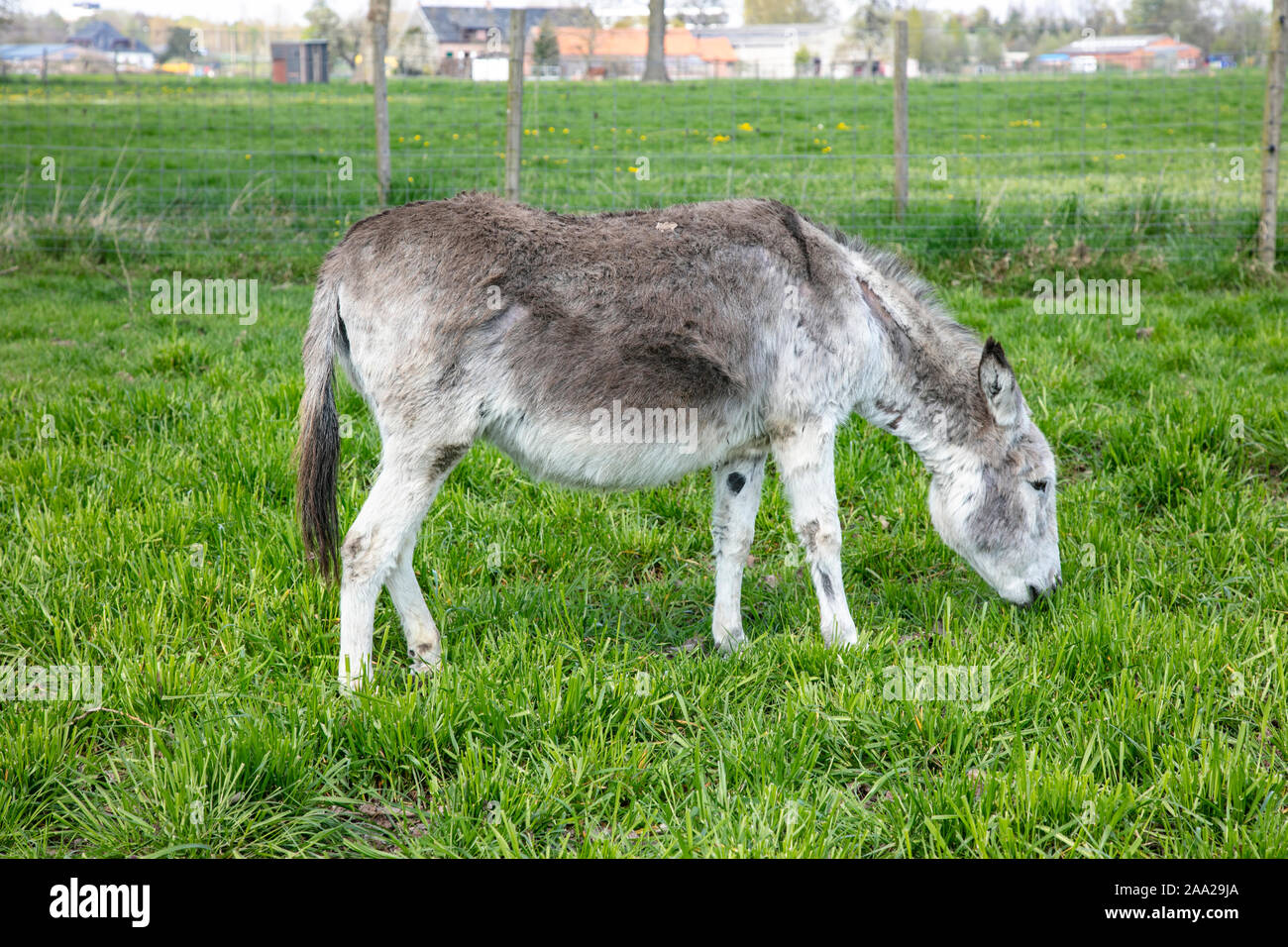 donkey in the pasture eats grass Stock Photo - Alamy