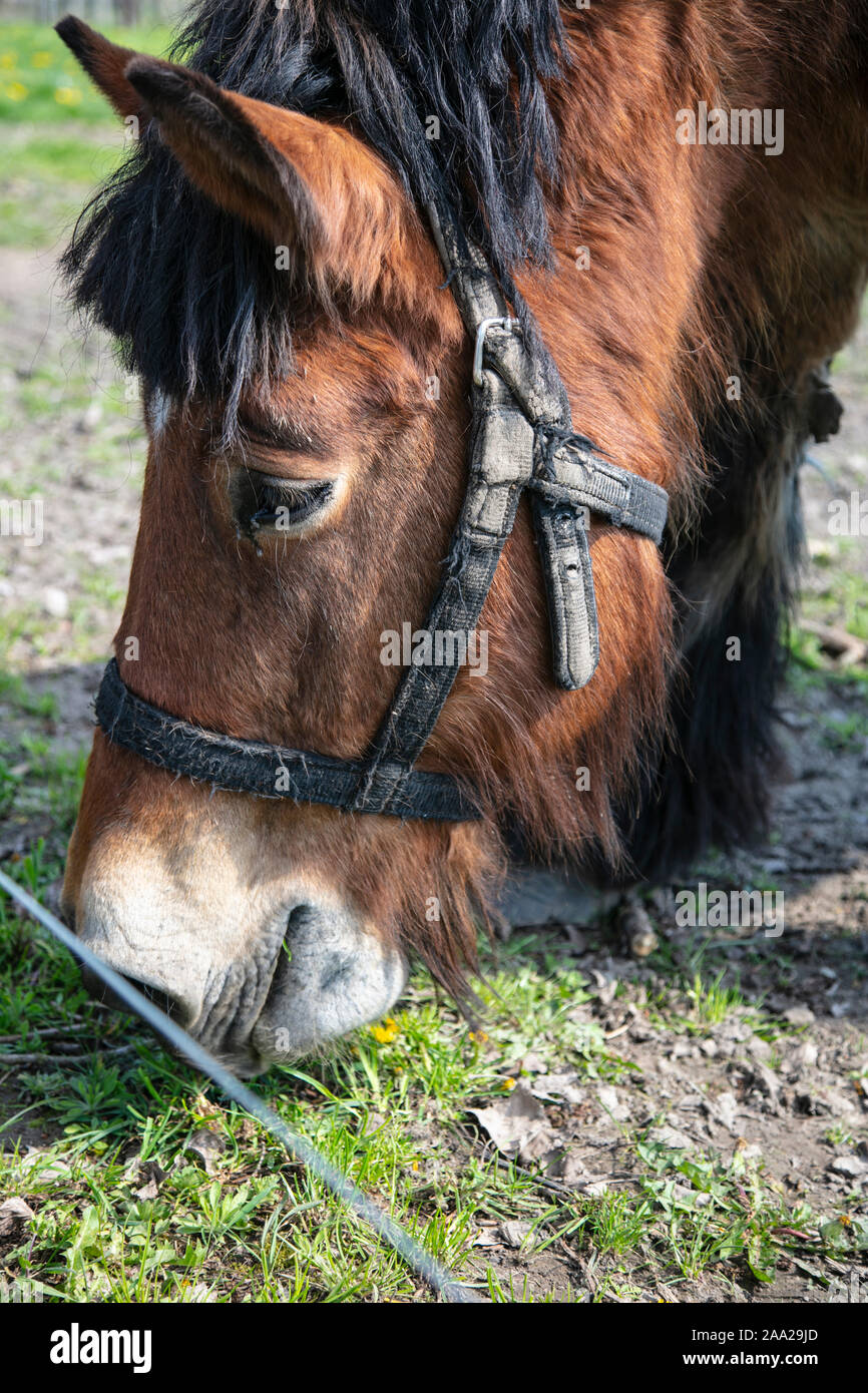 head of a horse biting grass Stock Photo - Alamy
