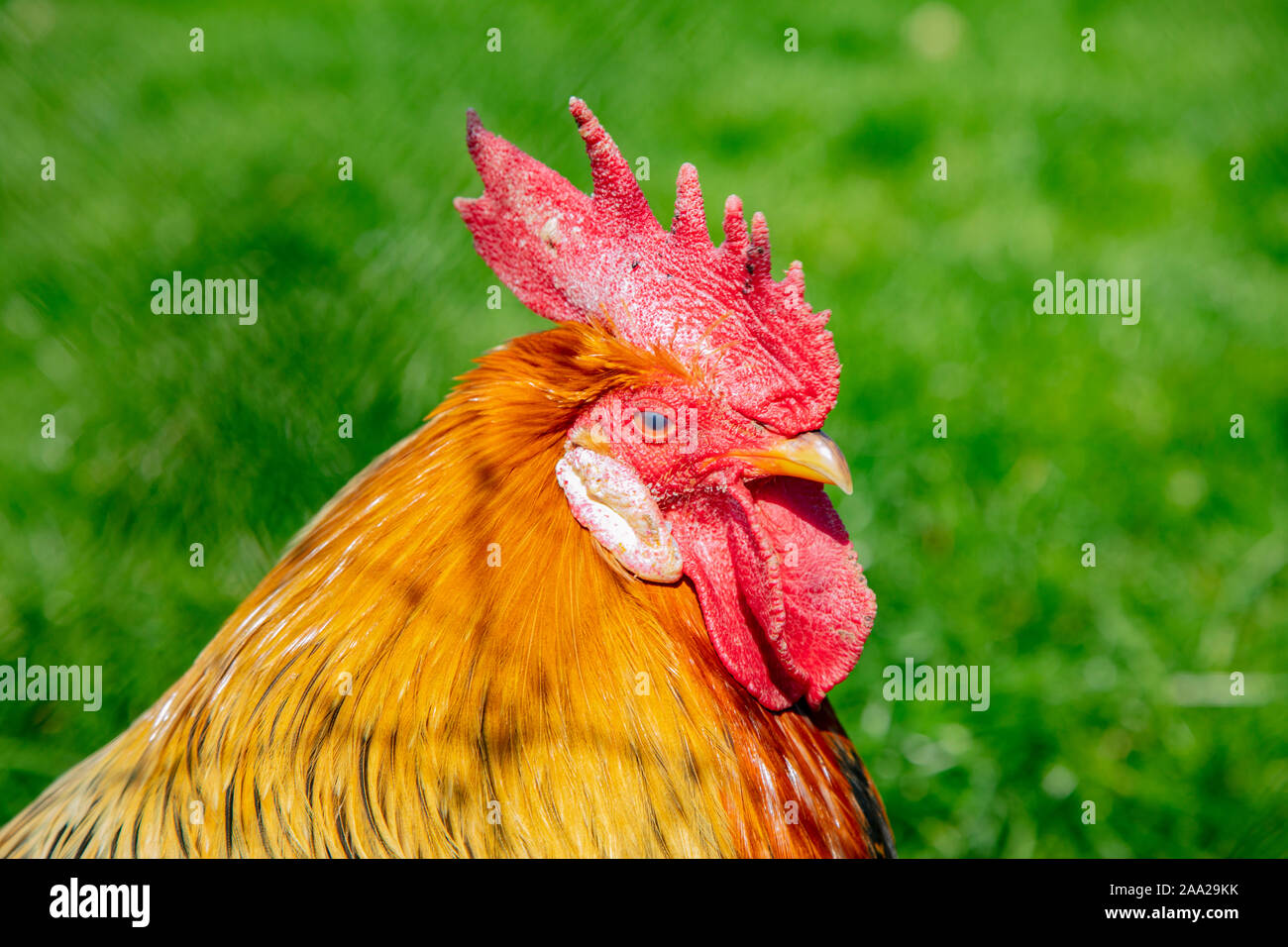 portrait of a rooster, grass in the background Stock Photo - Alamy