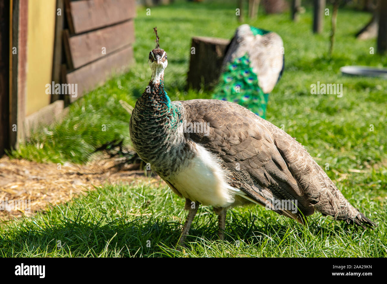 White Peacocks Two High Resolution Stock Photography and Images - Alamy