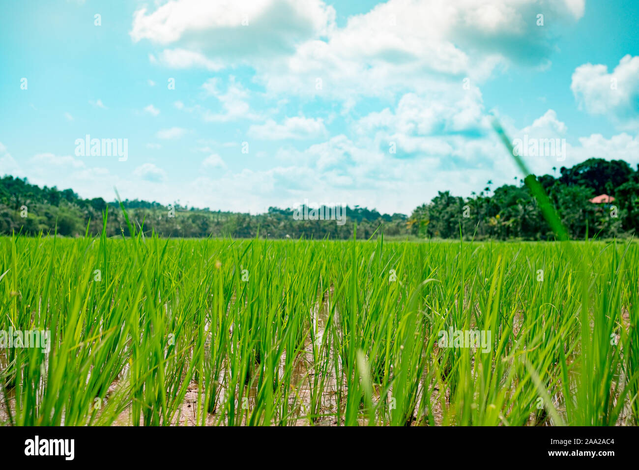 Rice Field In Kerala Wallpaper