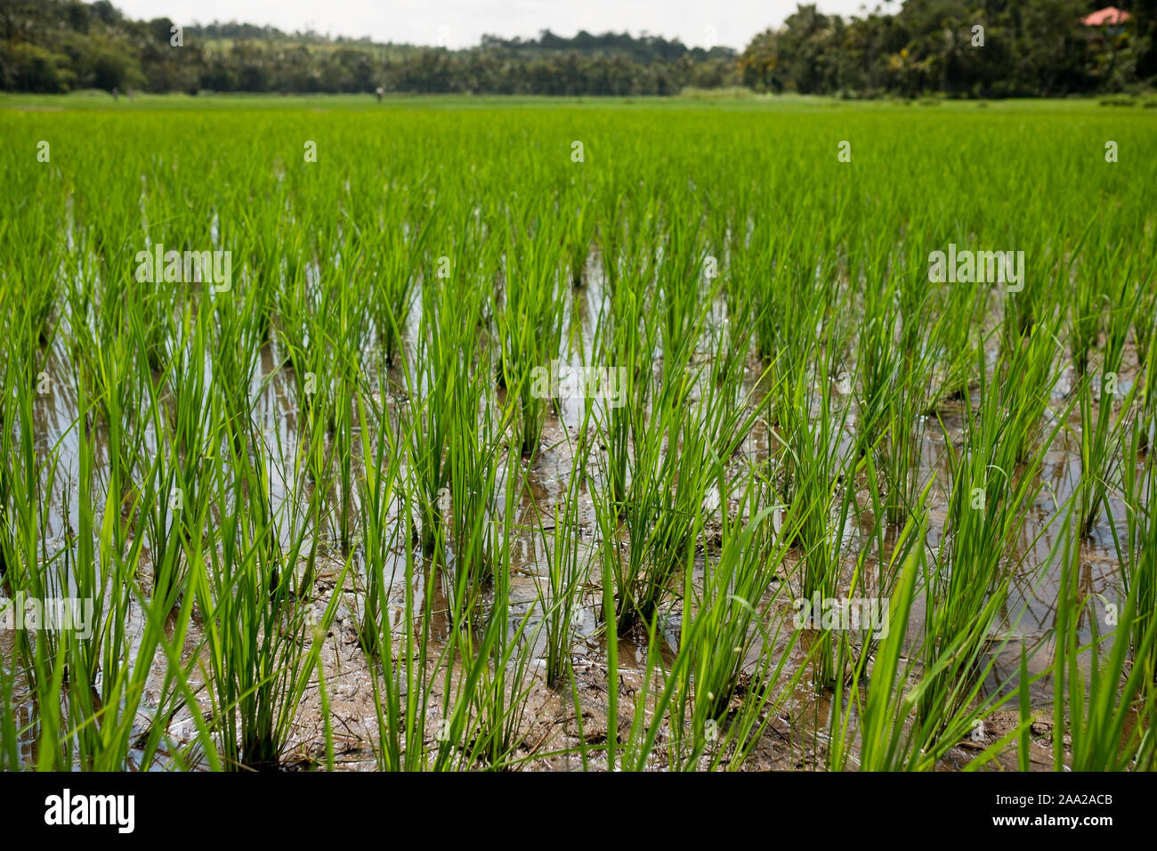 Kerala agriculture hi-res stock photography and images - Alamy