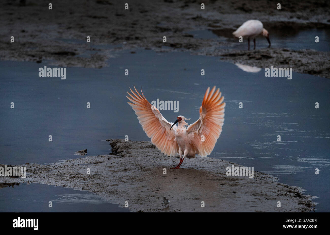 Hanzhong. 19th Nov, 2019. Photo taken on Nov. 19, 2019 shows a crested ...