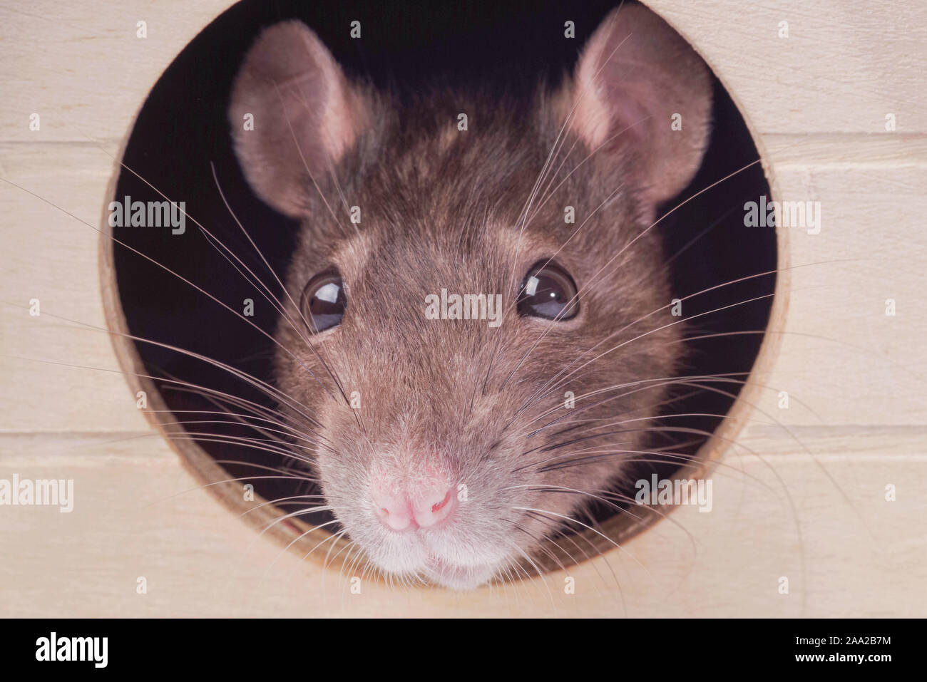 Rat in the house.Muzzle of a gray rat. The mouse looks in a round hole ...