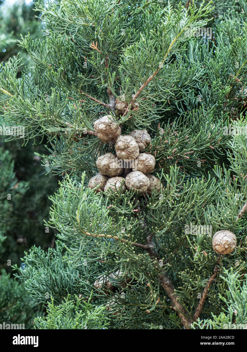 Cupressus sempervireus hi-res stock photography and images - Alamy