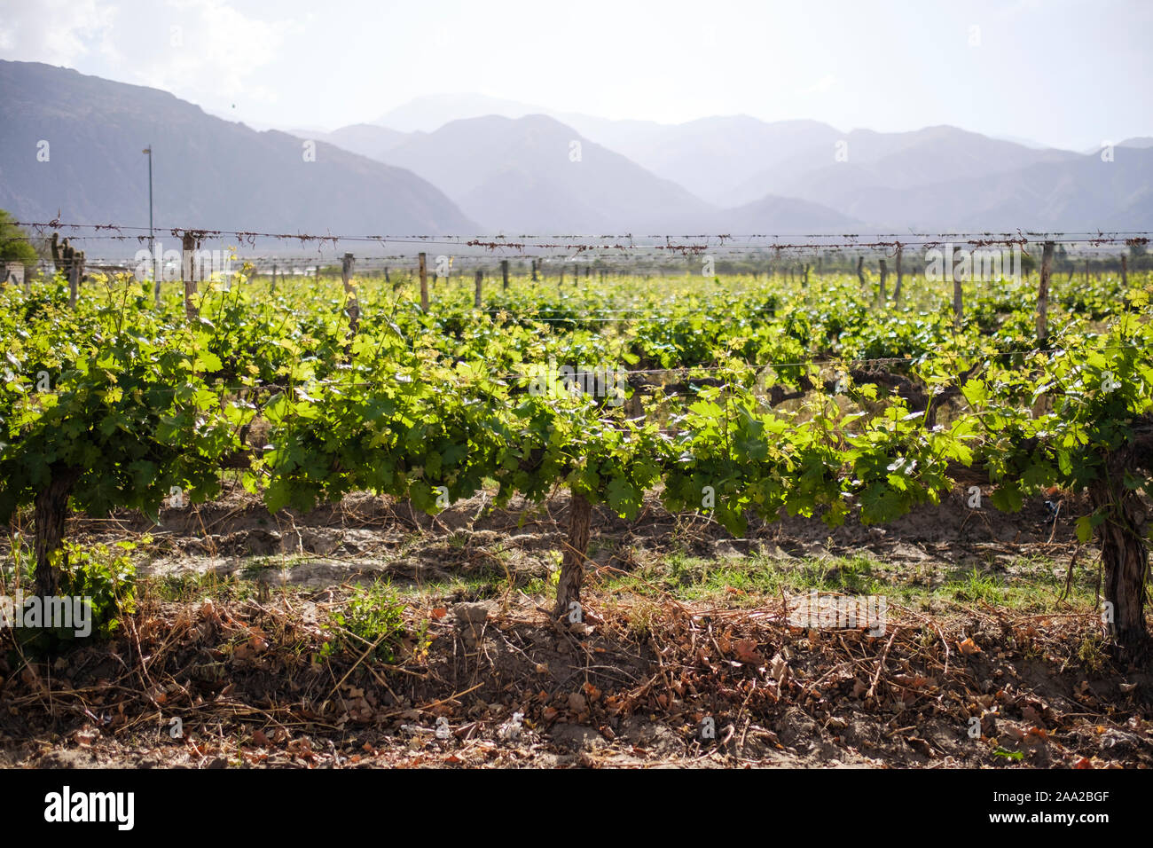 Bodega El Esteco (Winery Estate) in Cafayate, Argentina Stock Photo - Alamy