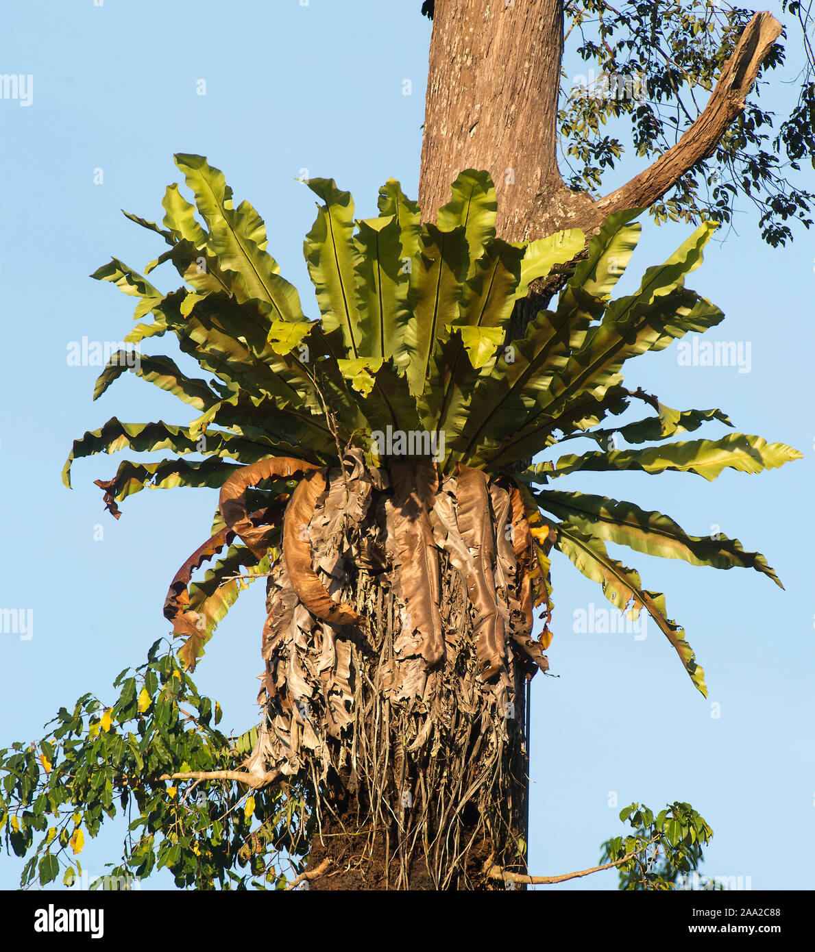 Bird's-nest fern (Asplenium nidus) from Sabah, Borneo Stock Photo - Alamy